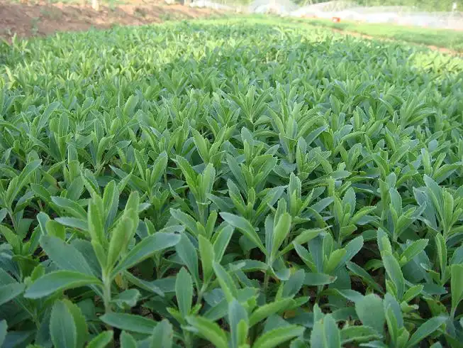 Is stevia extract good or bad for you? - Asianbios